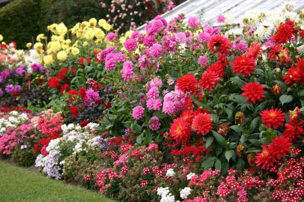 Advancing & Receding Colors in Your Garden | DRC Landscaping